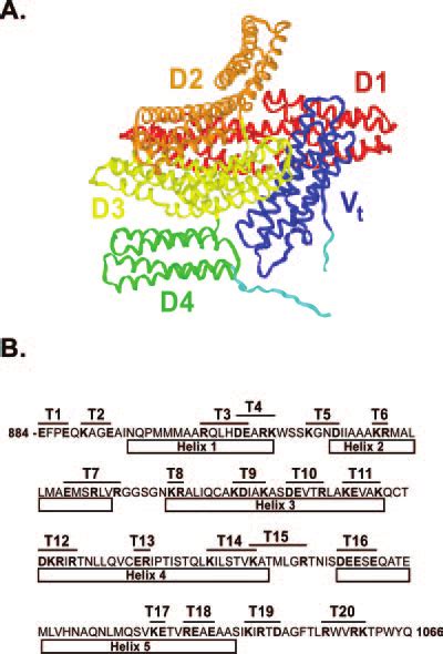 Domain Structure Of Vinculin And Alanine Scanning Mutagenesis Of The