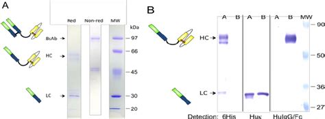 Biochemical Analysis Of Bsab A Separation Of Purified Bsab By Sds