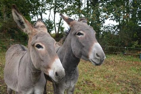 Difference Between Donkey Donkey And Mule