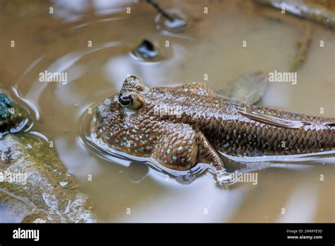 Southeast Northern Borneo Malaysia Sabah Labuk Bay Sanctuary Giant