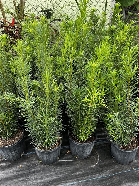 Podocarpus Plant Amazing Hedging Privacy Garden Back Drop Etc For