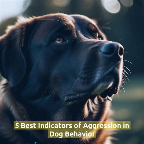 5 Best Indicators of Aggression in Dog Behavior - Pet Health Advisor