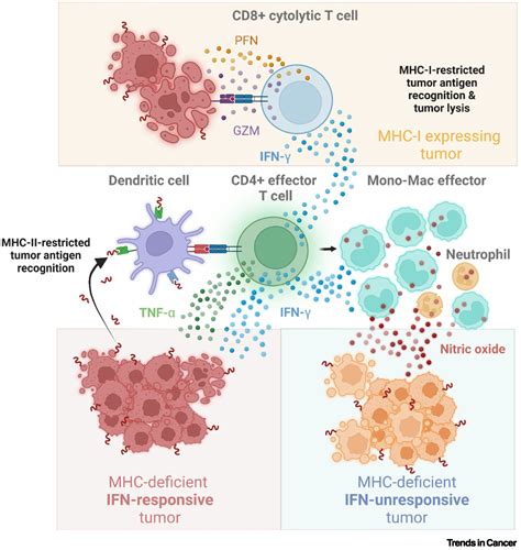 CD4 T Cells Help Myeloid Mediated Killing Of Immune Evasive Tumors Trends In Cancer