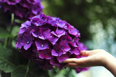 Best Fertilizer For Hydrangea Macrophylla At Greg Booth Blog