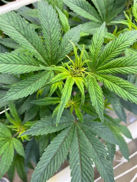 Virus R Macrogrowery