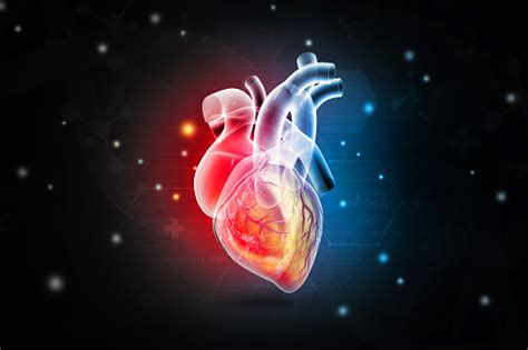 인간의 마음의 해부학 3d 일러스트레이션 심장에 대한 스톡 사진 및 기타 이미지 심장 아픔 다이어그램 Istock