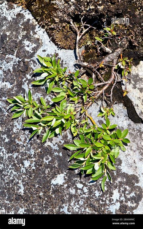 Dwarf Willow Tree