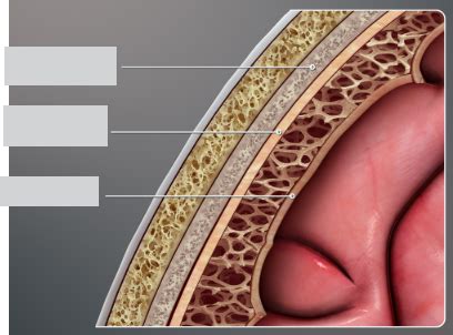 ANSC Exam Diagram Quizlet ANSC Exam Diagram Quizlet