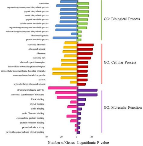 Bar Graph Of Identified Proteins Enriched With Gene Ontology Go