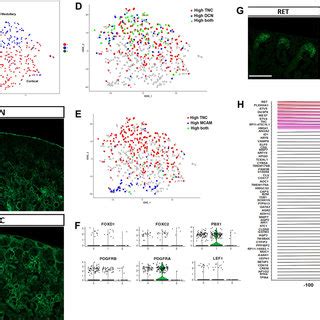 Human Fetal Kidney Single Cell Types A TSNE Plot Showing The Cell Download Scientific