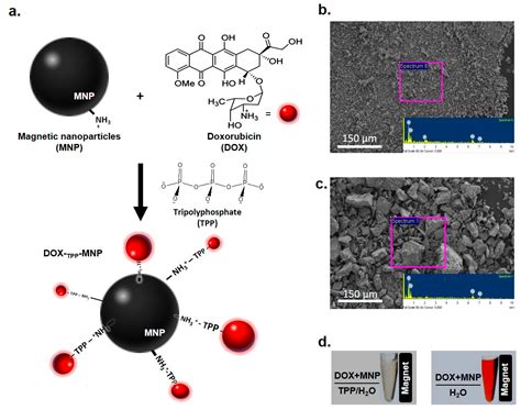 Nanomaterials Free Full Text Release Of Doxorubicin By A Folate Grafted Chitosan Coated