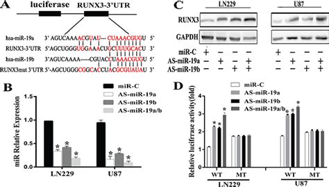 mir 19 regulates the proliferation and invasion of glioma by runx3 via