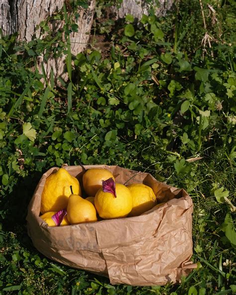 감귤류 감귤류의 레몬 건강한 식생활 과일 수확 그림자 꽃잎 나무 줄기 나뭇잎 노란 과일 노란색 녹지 농업 단순한 생활 뒤뜰 뒤뜰 정원 러스틱