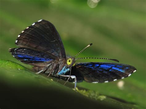 Butterflies Of Cusco