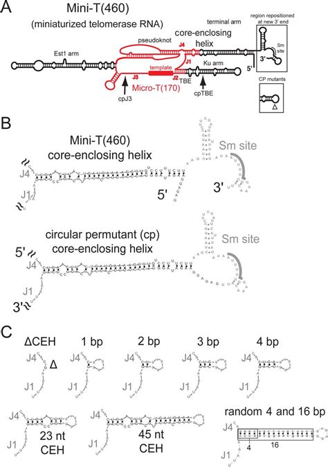 Telomerase Rna Full Article Evolutionary Perspectives Of Telomerase
