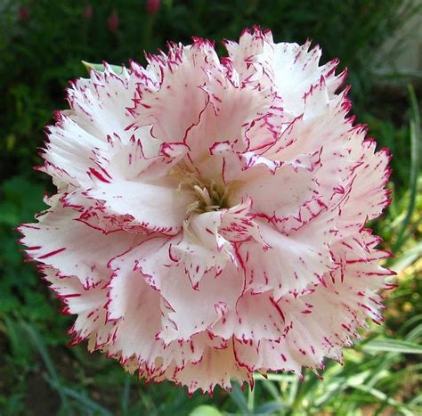 Carnation Dianthus Caryophyllus Dianthus Flowers Garden Flower Beds