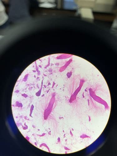 Test 3 Flashcards Quizlet