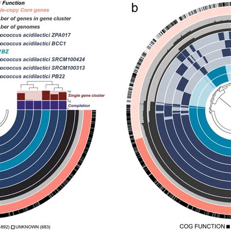 Pangenomic Comparison A Isolate Of Pediococcus Acidilactici St31bz Download Scientific
