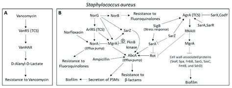 A Induction Of Vancomycin Resistance In Staphylococcus Aureus By Download Scientific Diagram