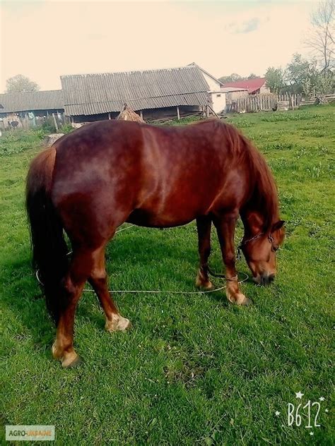 Продаю кобилу, купити кобилу — Agro-Ukraine