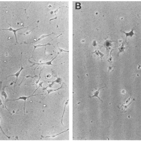 Effect Of Soluble Heparin On B104 Cell Spreading B104 Neural Cells Download Scientific Diagram