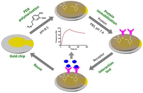 Qcm Biosensor Based On Polydopamine Surface For Real Time Analysis Of The Binding Kinetics Of