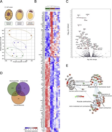 Rna Sequencing Of Multilocular And Unilocular Perirenal Fat And