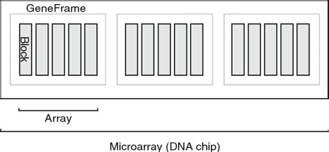 layout of the microarray download scientific diagram