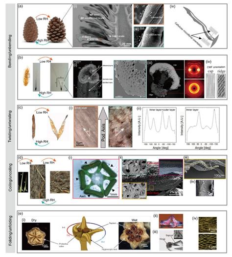Recent Progress On Plant Inspired Soft Robotics With Hydrogel Building
