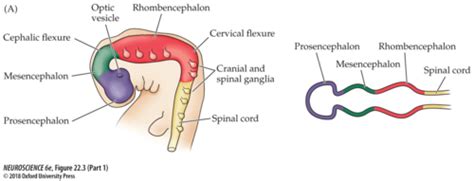 Lecture 1 Formation Of Major Brain Subdivisions Flashcards Quizlet