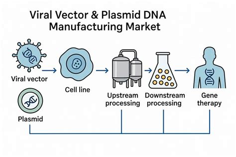 Viral Vector And Plasmid Dna Manufacturing Market Forecasts 2028