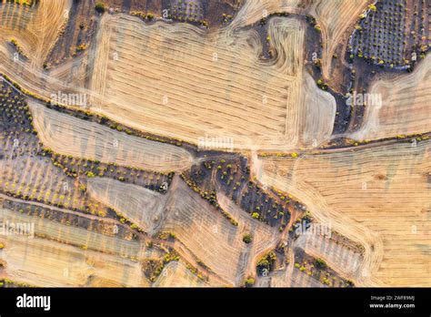 Aerial Perspective Of Agricultural Fields With Curvilinear Paths And