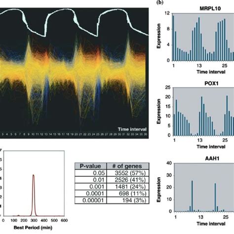 Spectrum Of Biological Rhythms Identified In The Human Organism Download Scientific Diagram