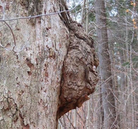 Burls And Trees On Stilts In The Hills