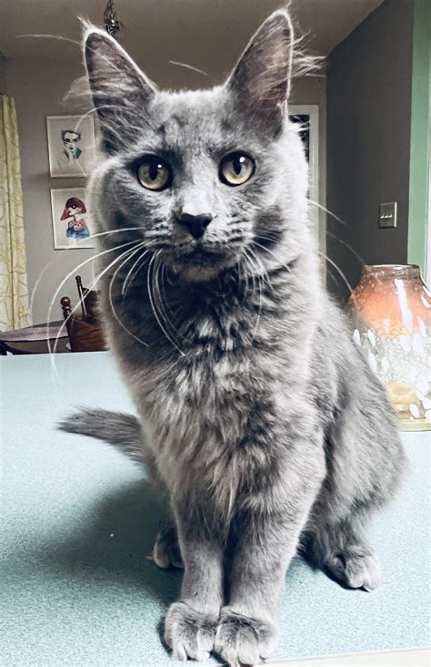 My Girl Eevie R Nebelung