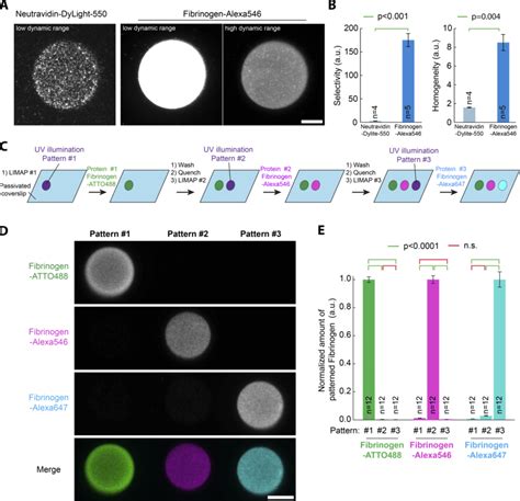 High Specificity And Selectivity Of Fibrinogen Micropatterning On