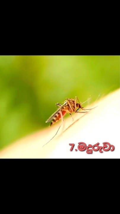 ලොව භයානක ම සතුන් 😲😲part 2 Youtube