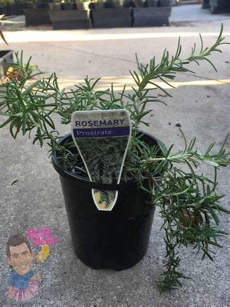 Rosemary Prostrate 6 Pot Hello Hello Plants And Garden Supplies