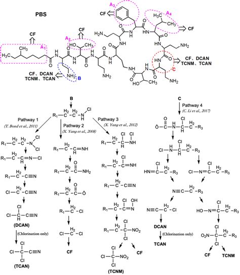 Proposed Formation Pathways Of Dbps From Pbs During Chloriamnation Download Scientific Diagram