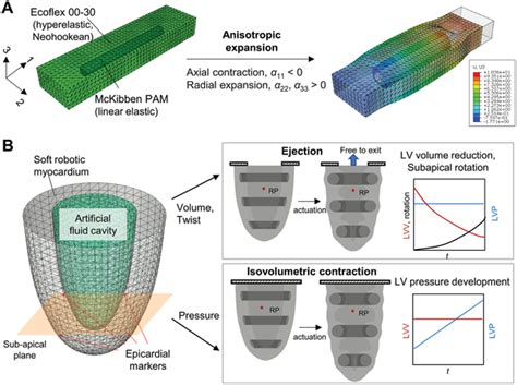 A Modeling Of The Matrix‐actuator Composite Using A Thermal Expansion Download Scientific