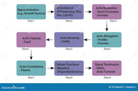 actin filament dynamics flowchart detailed vector illustration on