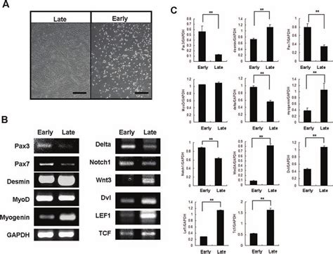 Myogenic Differentiation Of Isolated Satellite Cells A Isolated Download Scientific Diagram