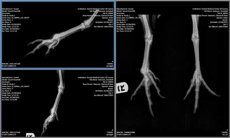 Pododermatitis Bumblefoot Diagnosis Treatment Resolution And Prevention