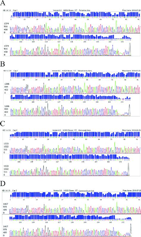 Dna Sequencing Electropherograms For Distinguishing B Garinii Strains
