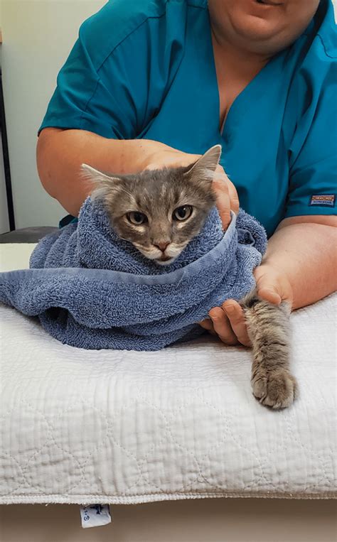 Everyday Handling For Veterinary Patients