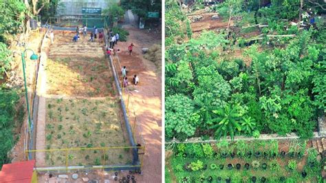 What Is A Mini Forest