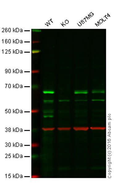 Anti Eif2a Antibody Epr11041 Ab157478 Abcam