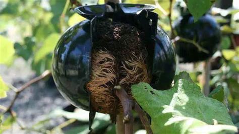 How To Use Plant Root Growing Box 2020 YouTube