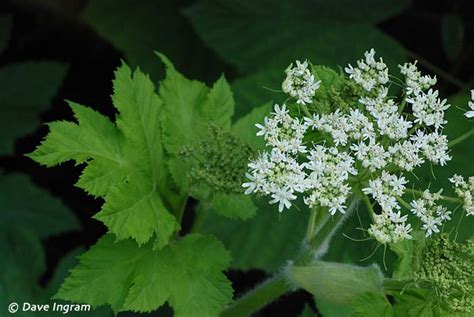 Cow Parsnip Caution Cow Parsnip Caution
