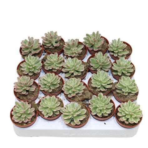 Sedum Rubrotinctum Variegata 5 5cm Pot Urban Plant Life Nationwide